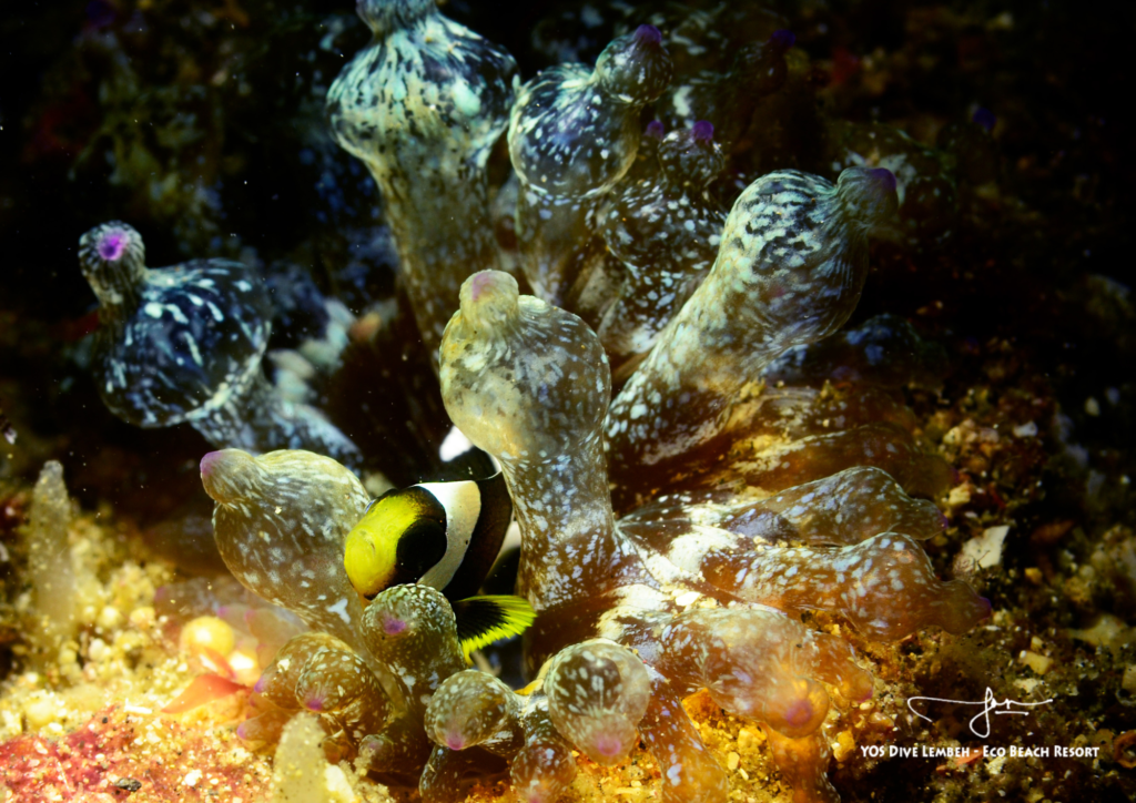 Blog - Yos Dive Lembeh